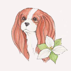 Home - Cavalier King Charles Spaniel Club of Canada